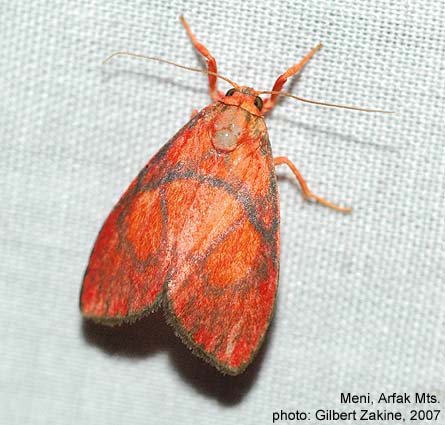 Papua Insects Foundation (Lepidoptera/Erebidae(Arctiinae)/Integrivalvia ...
